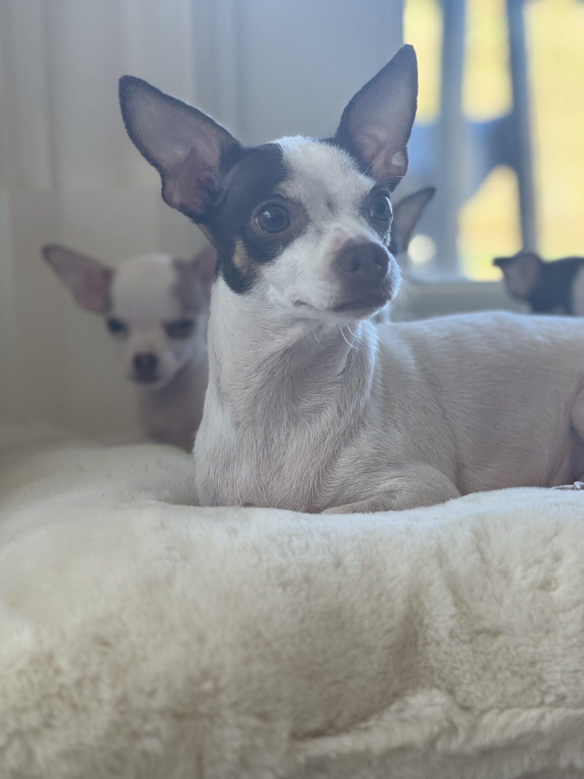 Evie – Da Vinci's Dream