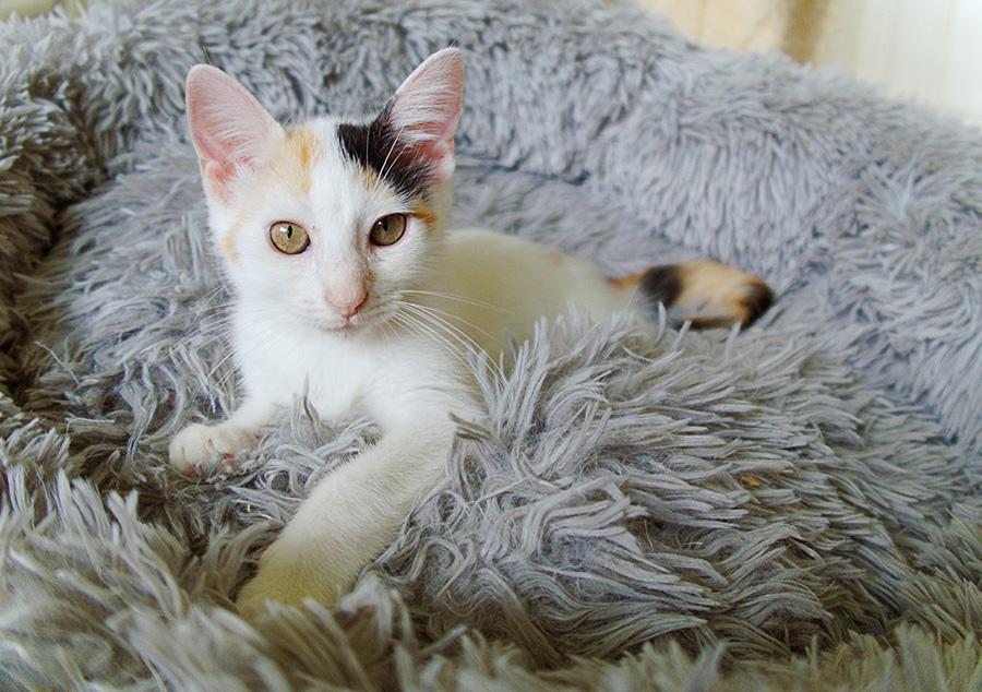 Forever Foster Cats – Da Vinci's Dream