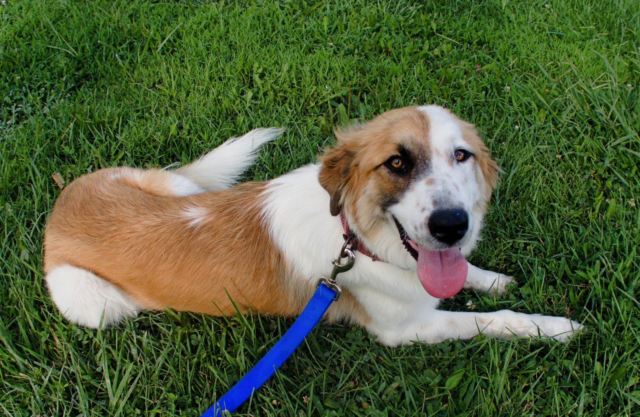 Available Dogs – Da Vinci's Dream