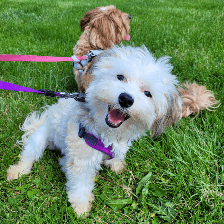 Happy Tails Dogs | Da Vinci’s Dream Animal Rescue
