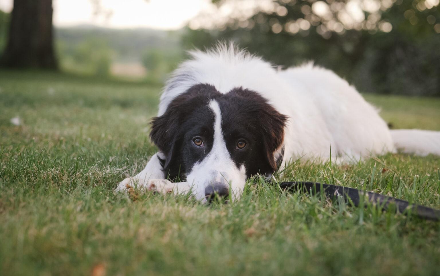 Home | Da Vinci’s Dream Animal Rescue