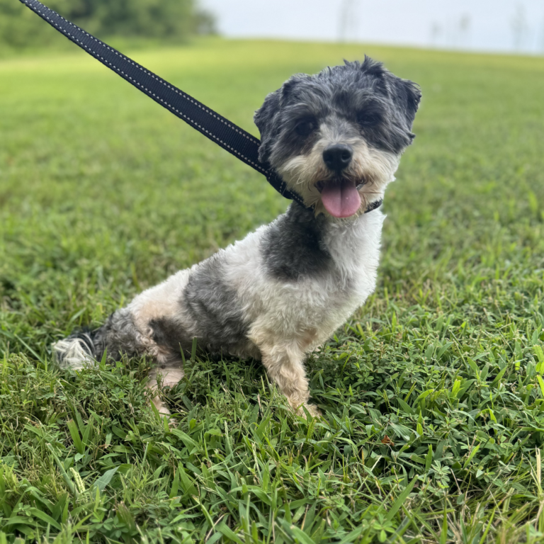 Available Dogs – Da Vinci's Dream