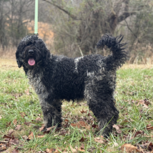 Available Dogs – Da Vinci's Dream