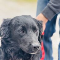 Available Dogs – Da Vinci's Dream