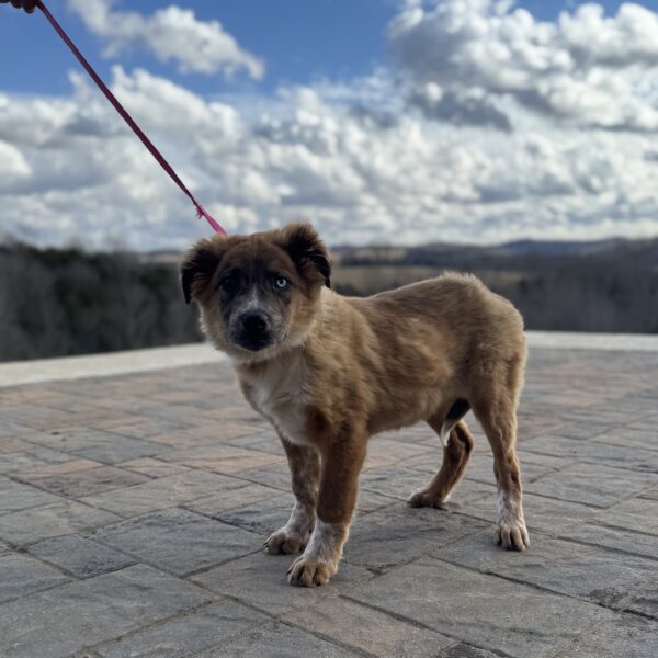 Available Dogs – Da Vinci's Dream