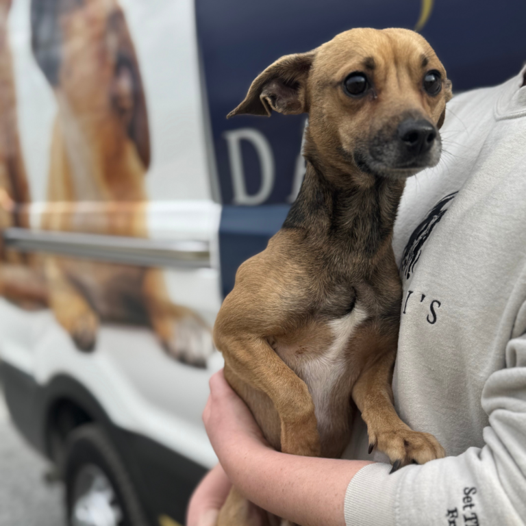 Happy Tails Dogs – Da Vinci's Dream